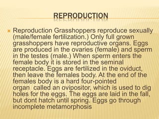 Insect mouth parts, Insect wing and its types and different systems of ...
