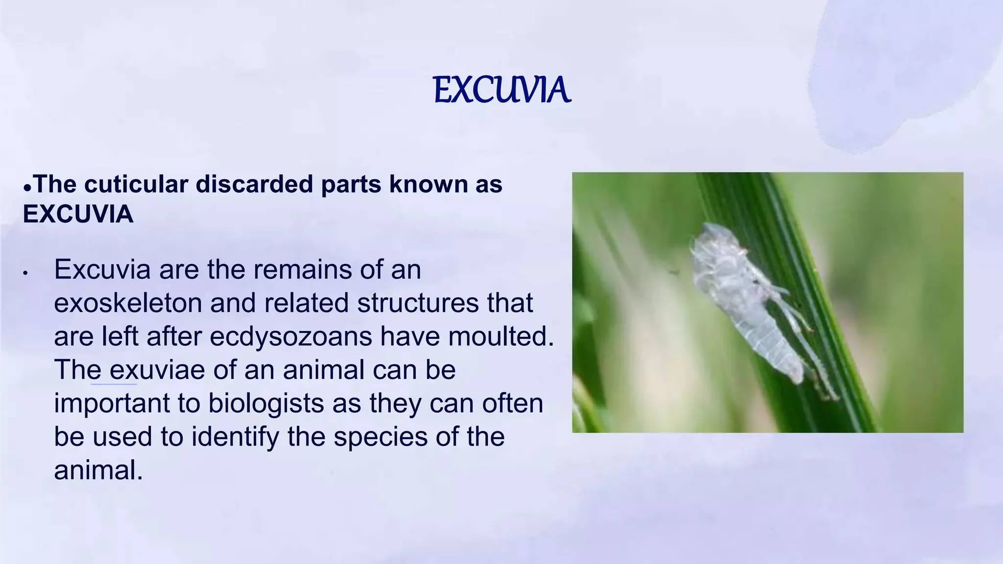 Moulting in insects(2).pptx