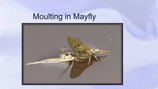 Moulting in insects(2).pptx