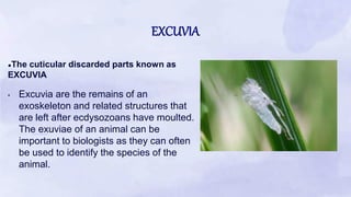 Moulting in insects(2).pptx