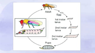 Moulting in insects(2).pptx