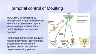 Moulting in insects(2).pptx