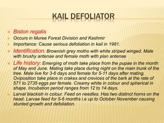 Forest insects | PPTX | Birdwatching | Hobbies & Interests