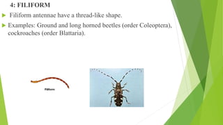 entomology 4.pptx