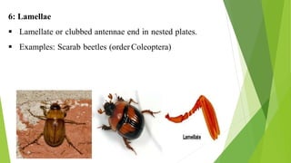 entomology 4.pptx