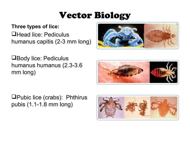 Entomology Louse, Bedbugs & Sand fly | PPT