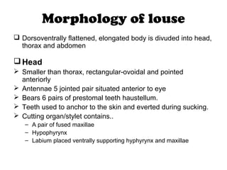Entomology Louse, Bedbugs & Sand fly | PPT