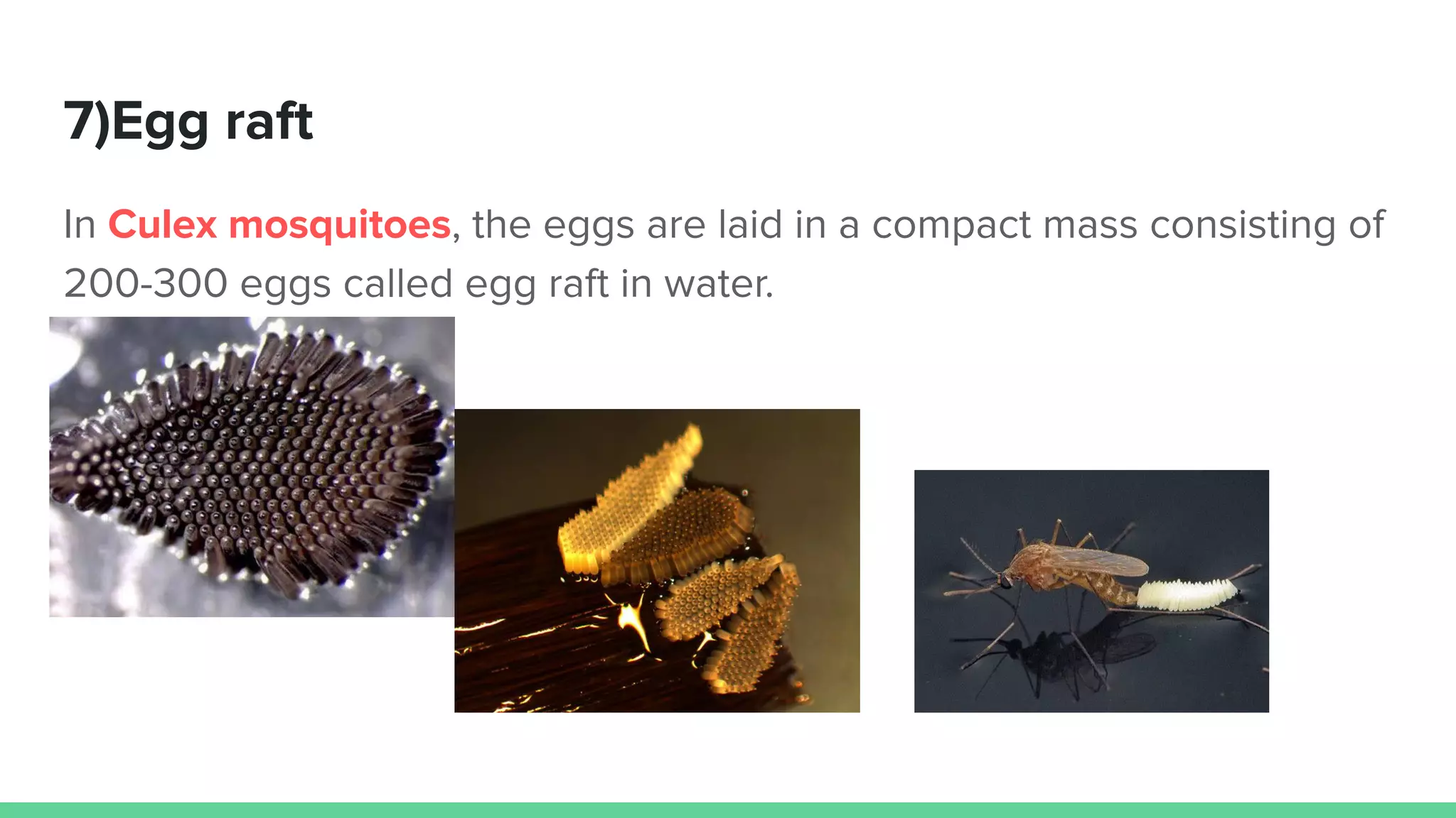 Types of Insects eggs and Pupae slideshare | PDF