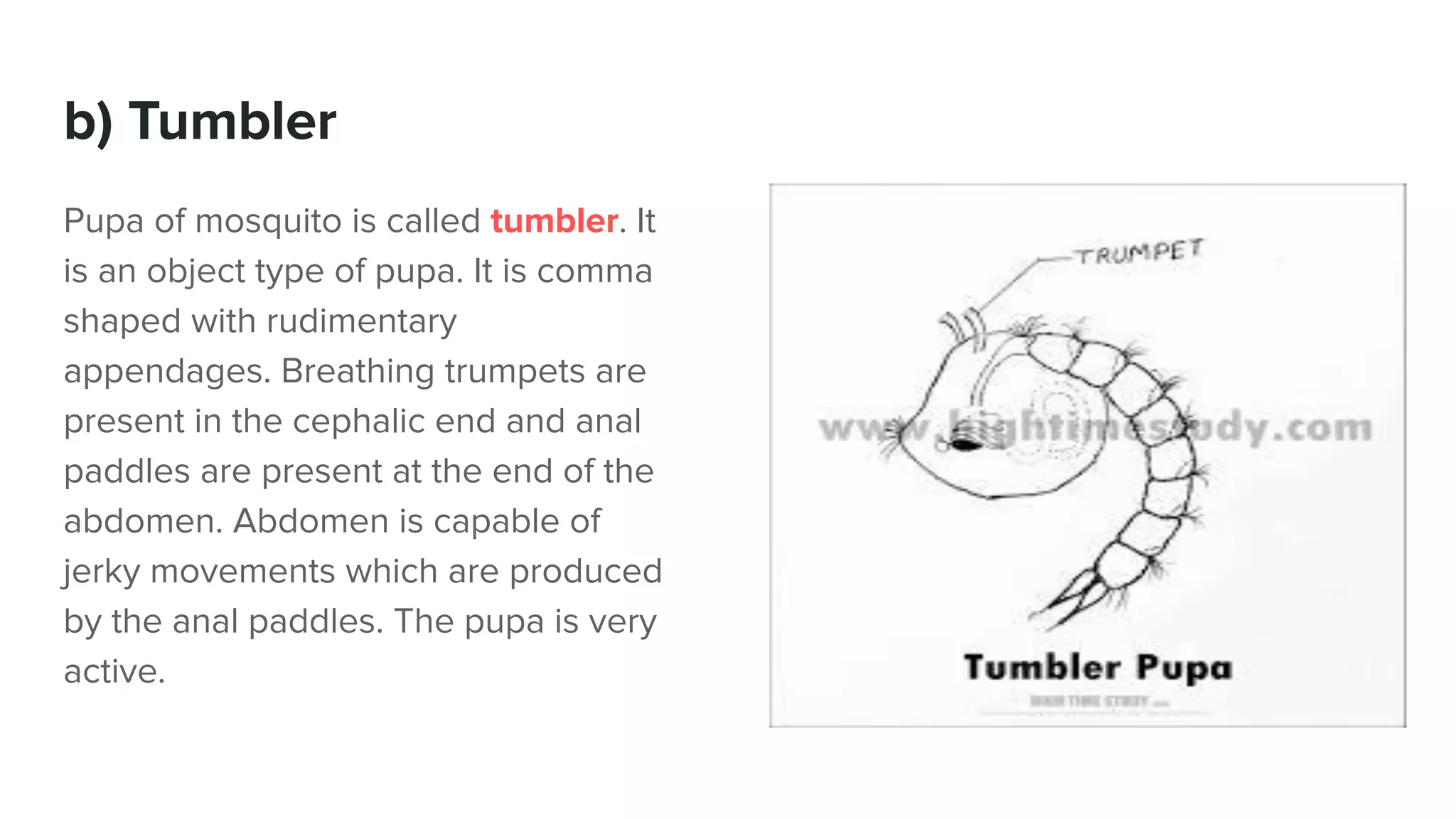 Types of Insects eggs and Pupae slideshare | PDF