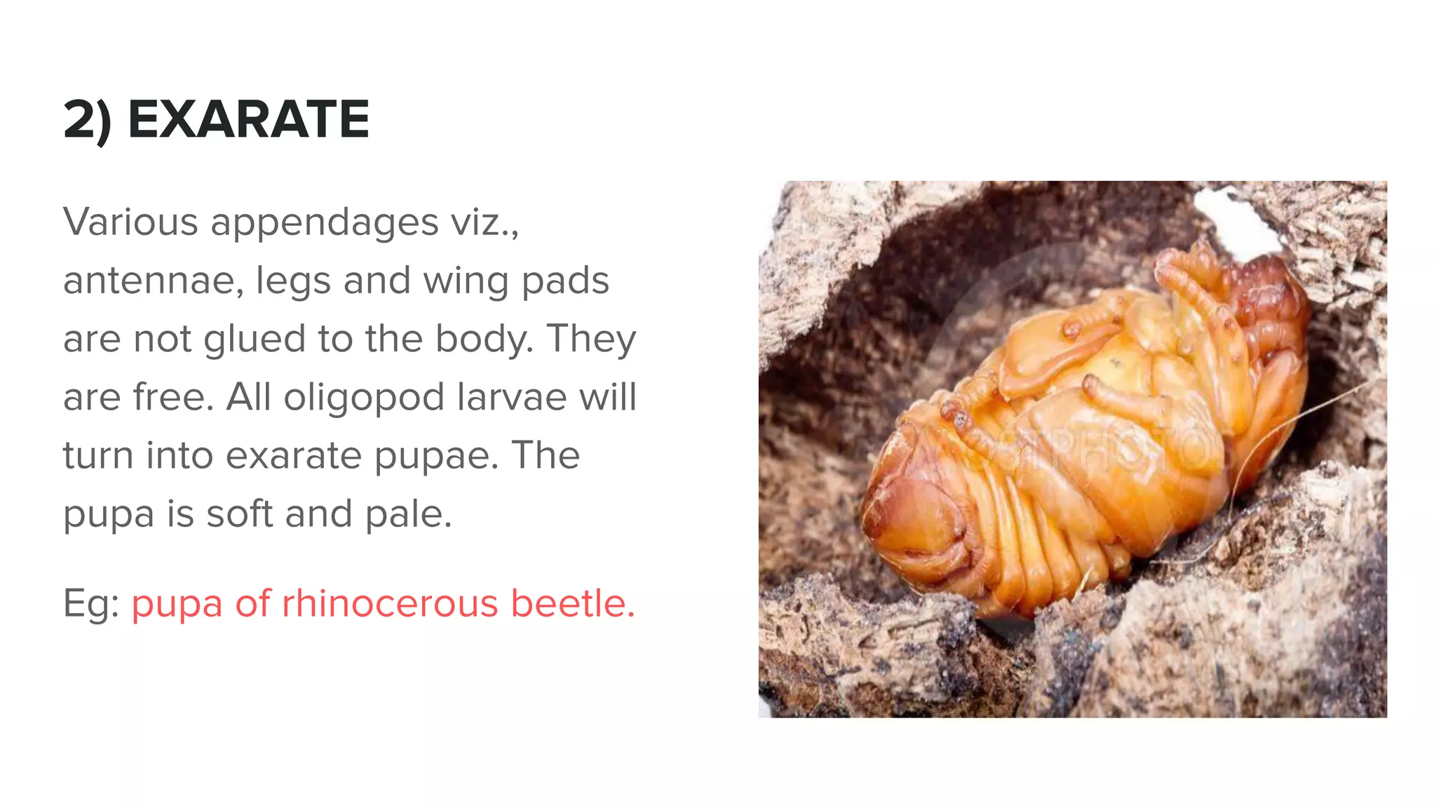 Types of Insects eggs and Pupae slideshare | PDF