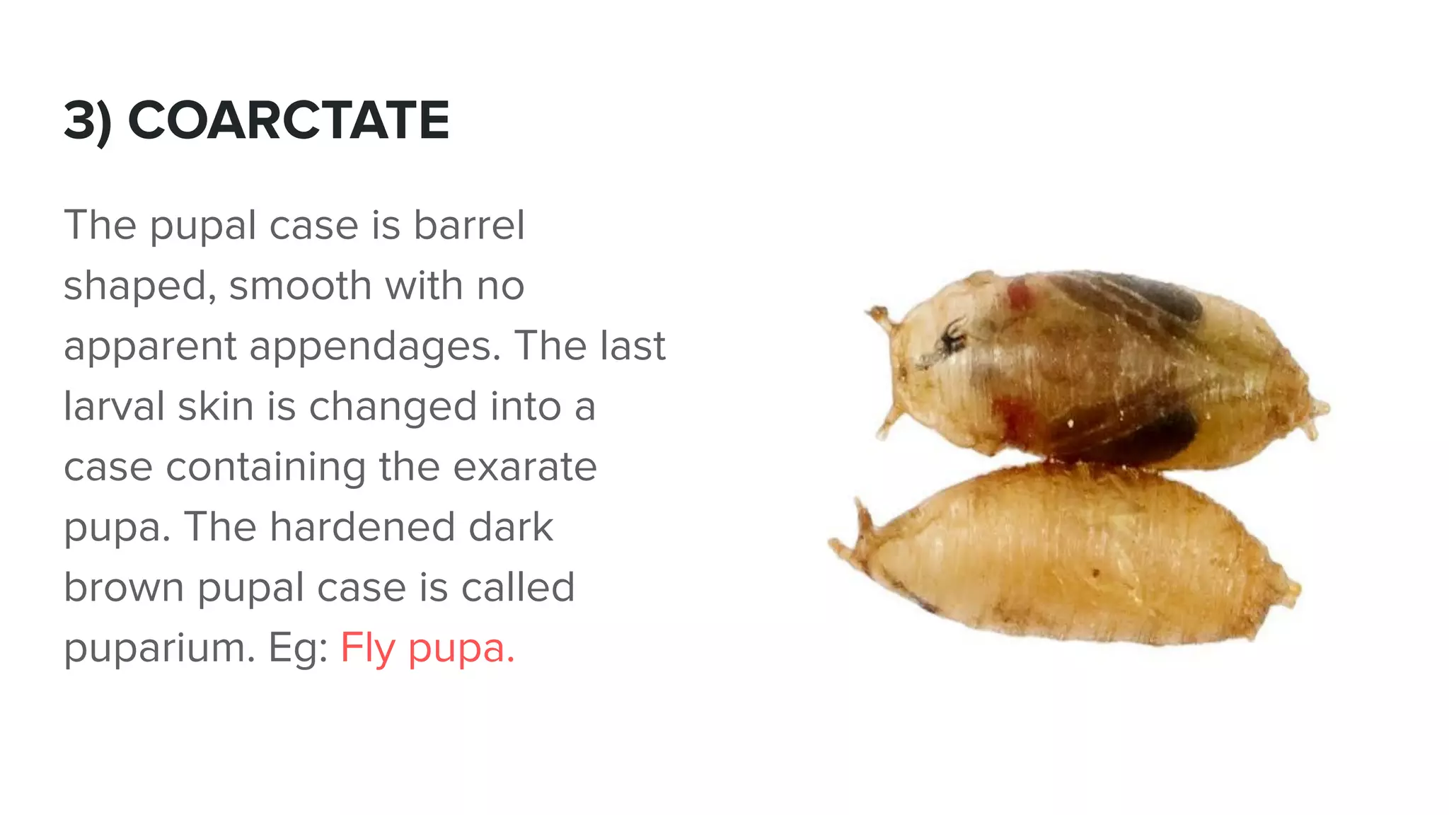 Types of Insects eggs and Pupae slideshare | PDF