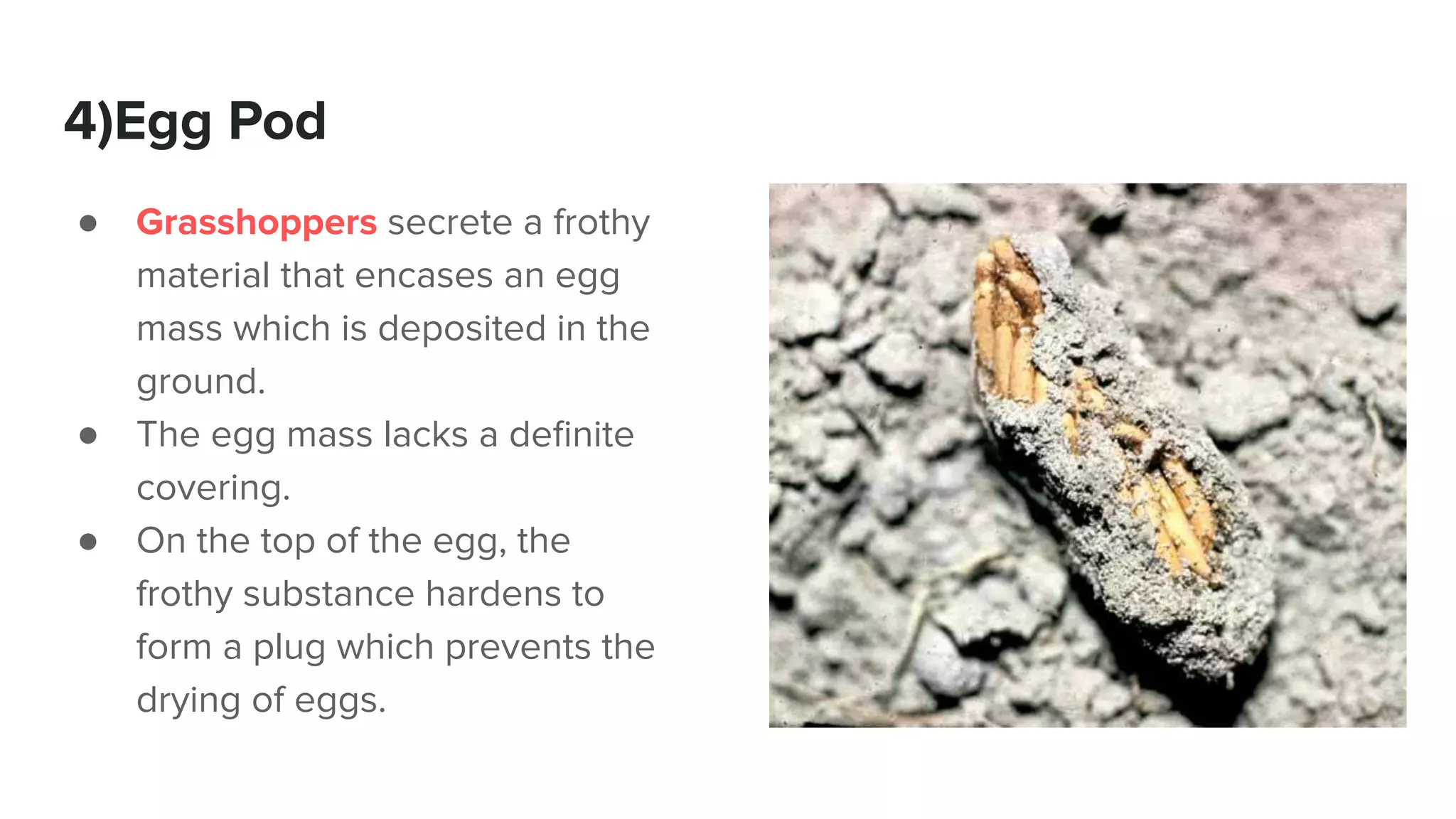 Types of Insects eggs and Pupae slideshare | PDF
