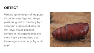 Types of Insects eggs and Pupae slideshare | PDF