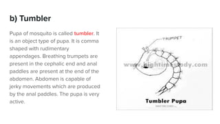 Types of Insects eggs and Pupae slideshare | PDF