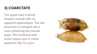 Types of Insects eggs and Pupae slideshare | PDF | Biological Sciences ...
