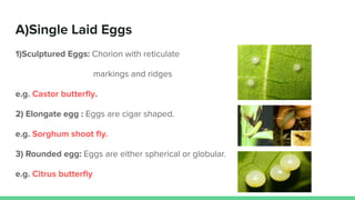 Types of Insects eggs and Pupae slideshare | PDF