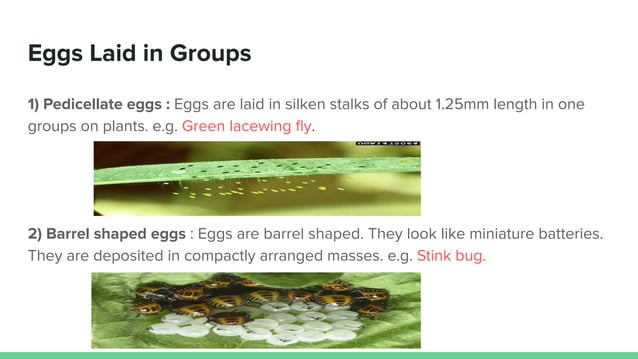 Types of Insects eggs and Pupae slideshare | PDF | Biological Sciences ...