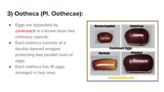 Types of Insects eggs and Pupae slideshare | PDF | Biological Sciences ...