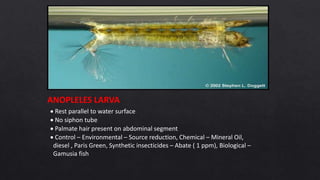 Entomology Practicle of community medicine | PPT