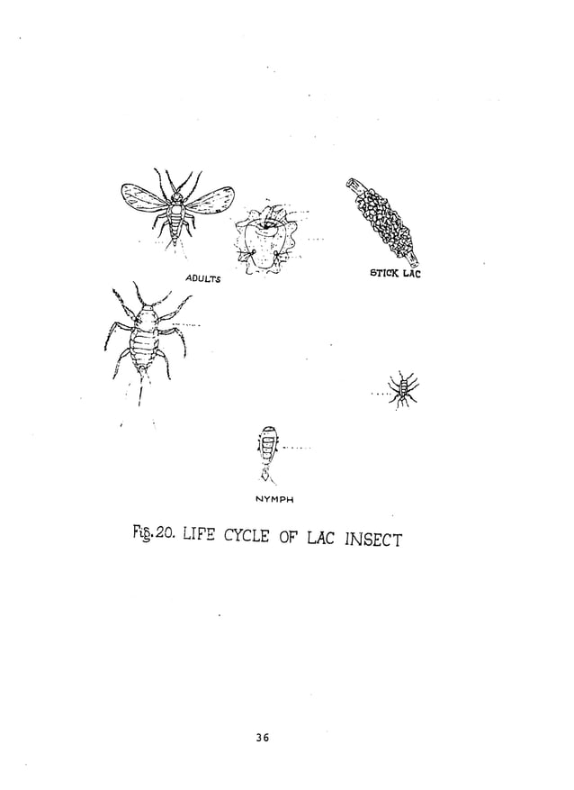 Entomology handbook for students and lectures | PDF | Beekeeping | Hobbies & Interests