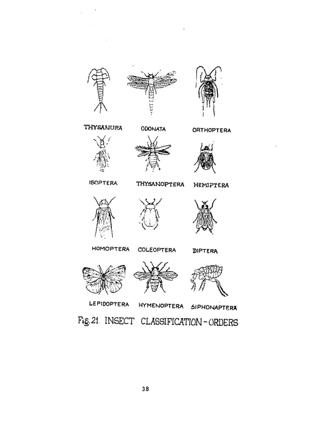 Entomology handbook for students and lectures | PDF | Beekeeping | Hobbies & Interests
