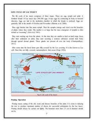 Life Cycle Of Lac Insect