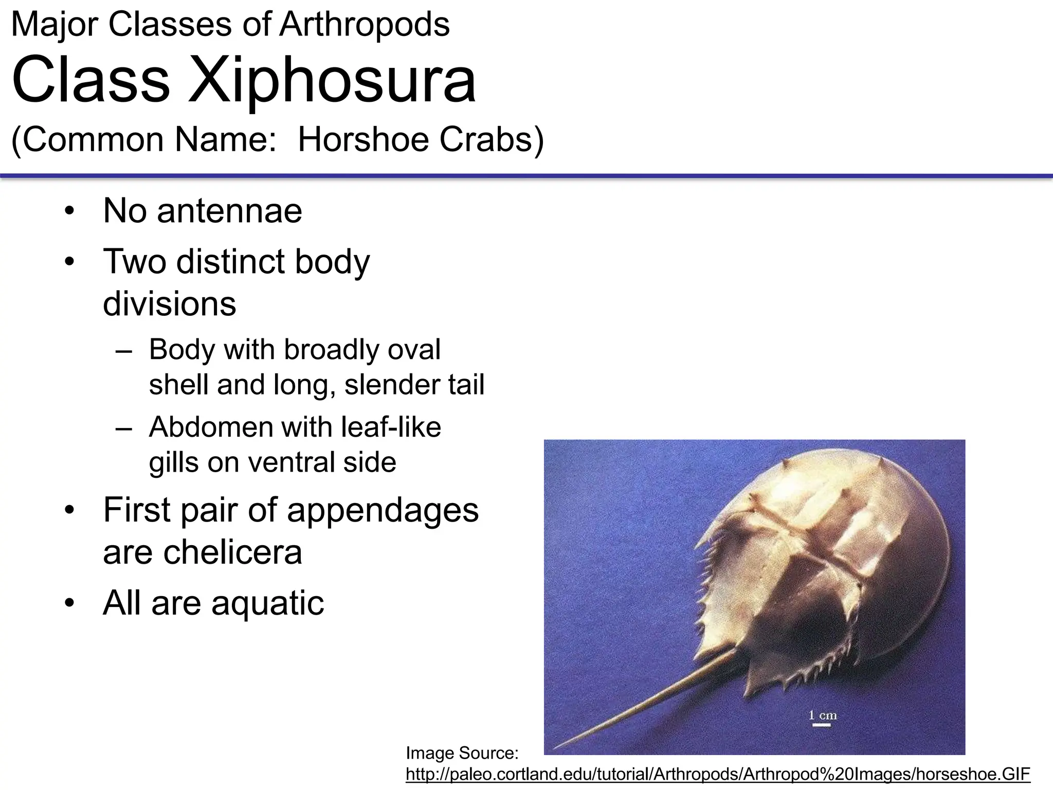 Entomology LECTURE2 (1).pptx