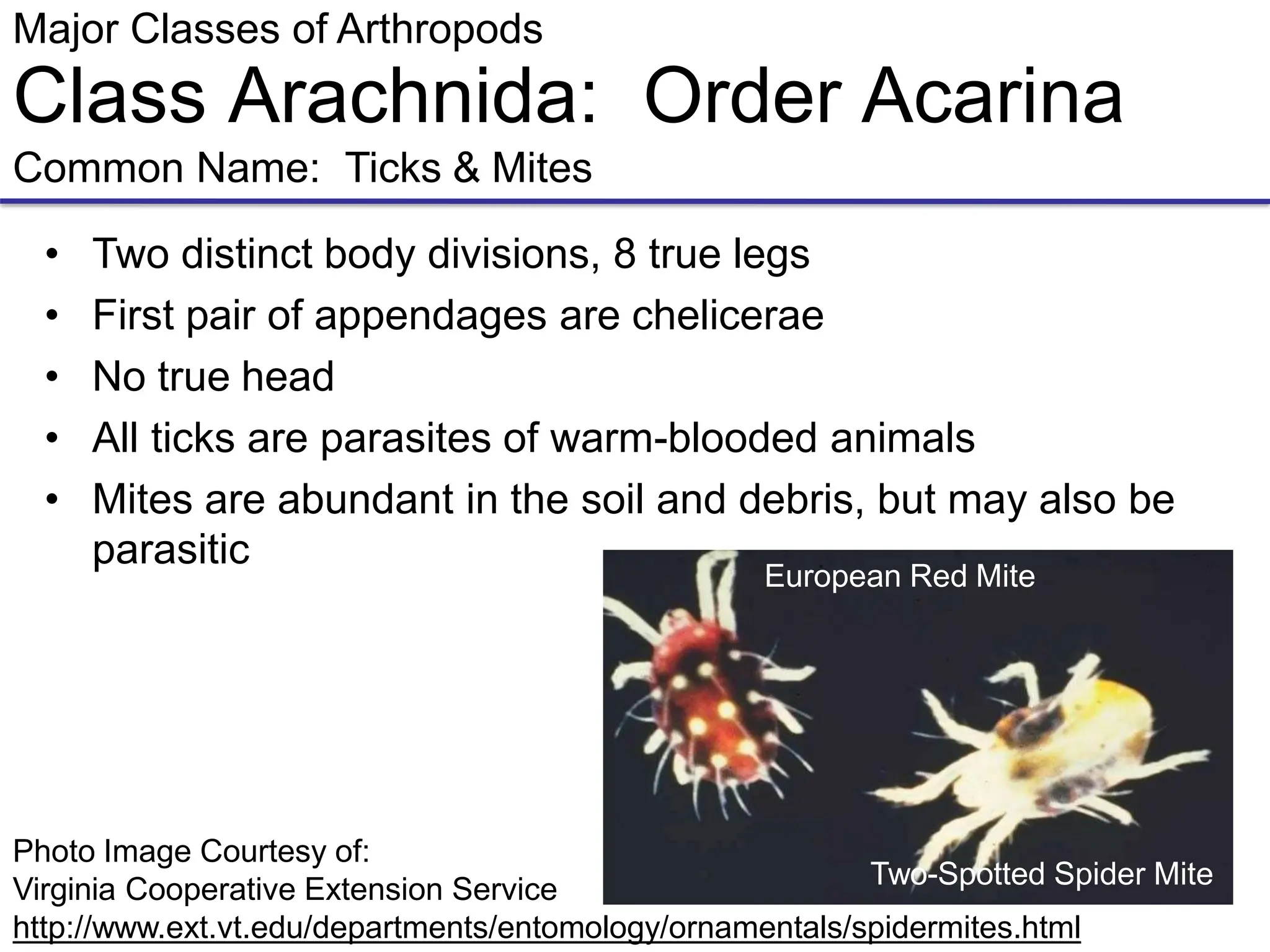 Entomology LECTURE2 (1).pptx