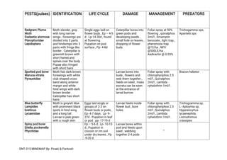 Entomology Mindmap for students to look out.pdf