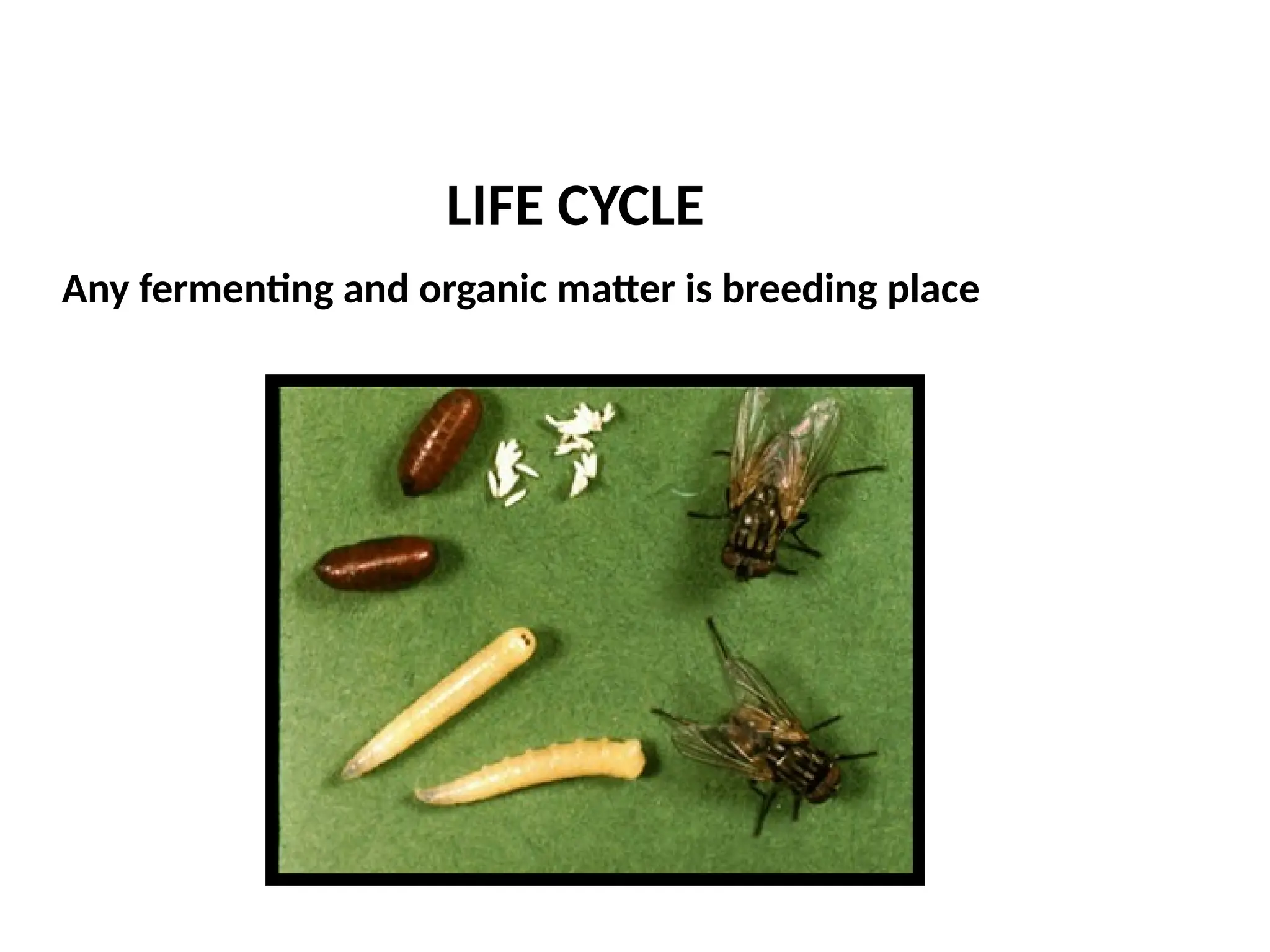 Medical Entomology Vector Bionomics.pptx