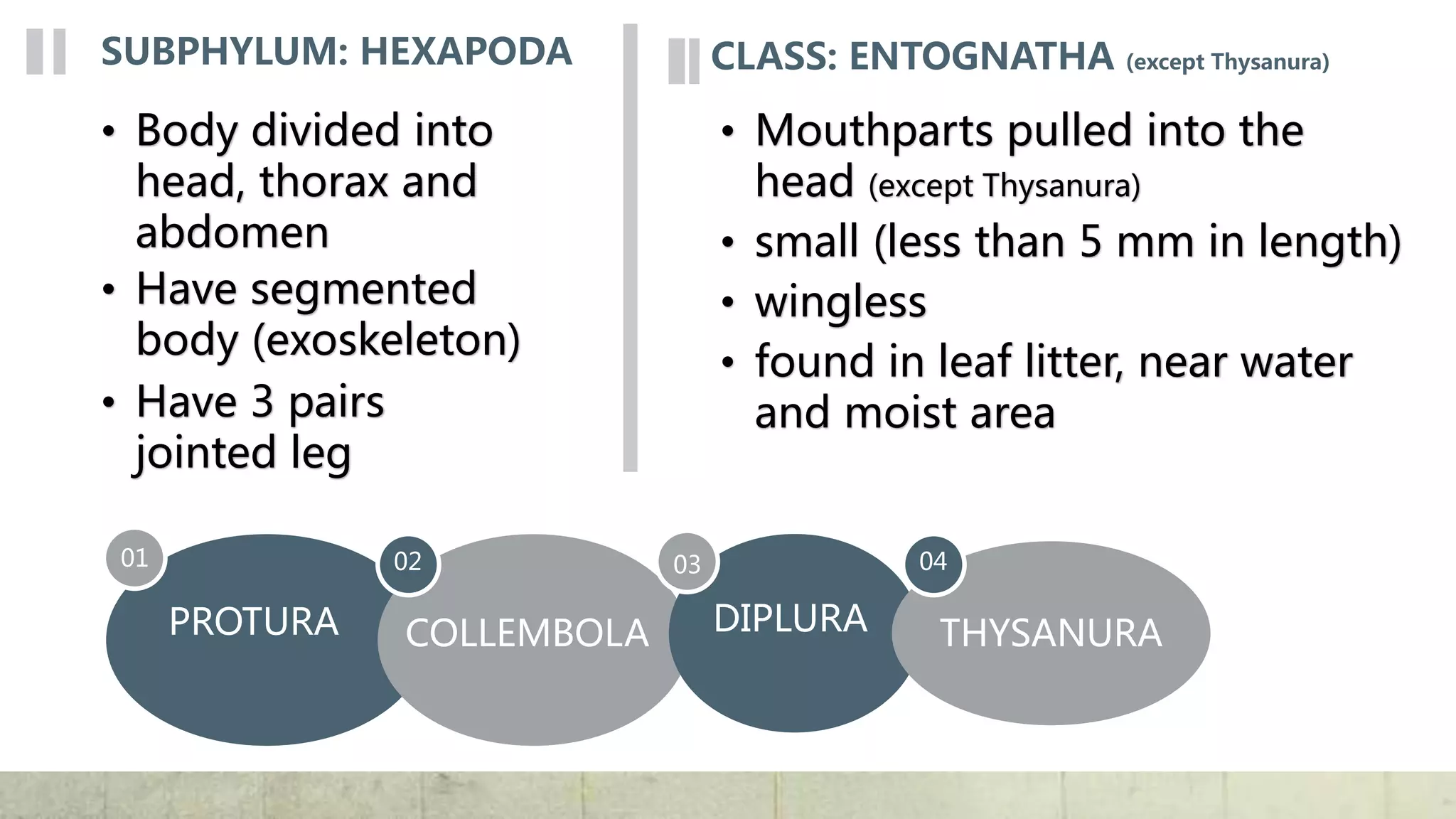Entomology part 1 | PPTX