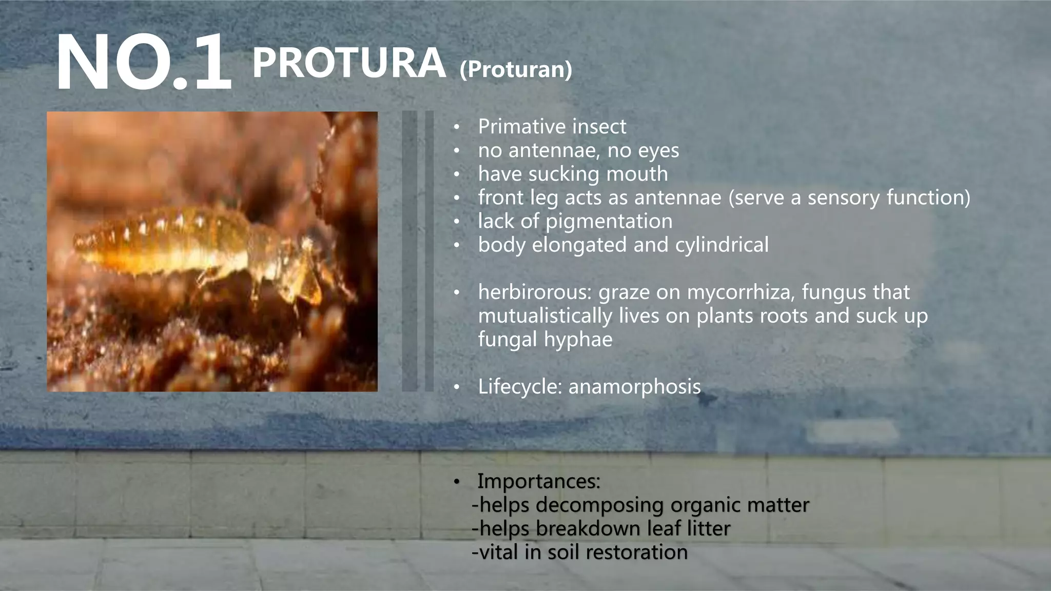 Entomology part 1 | PPTX