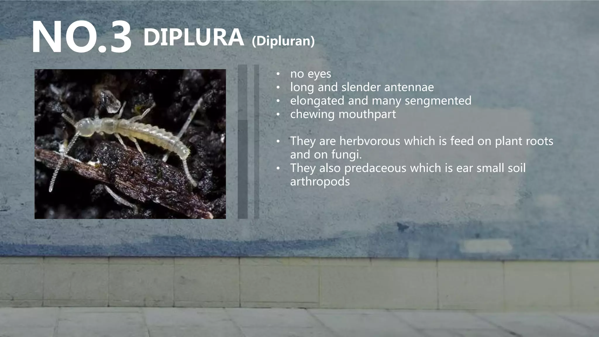 Entomology part 1 | PPTX