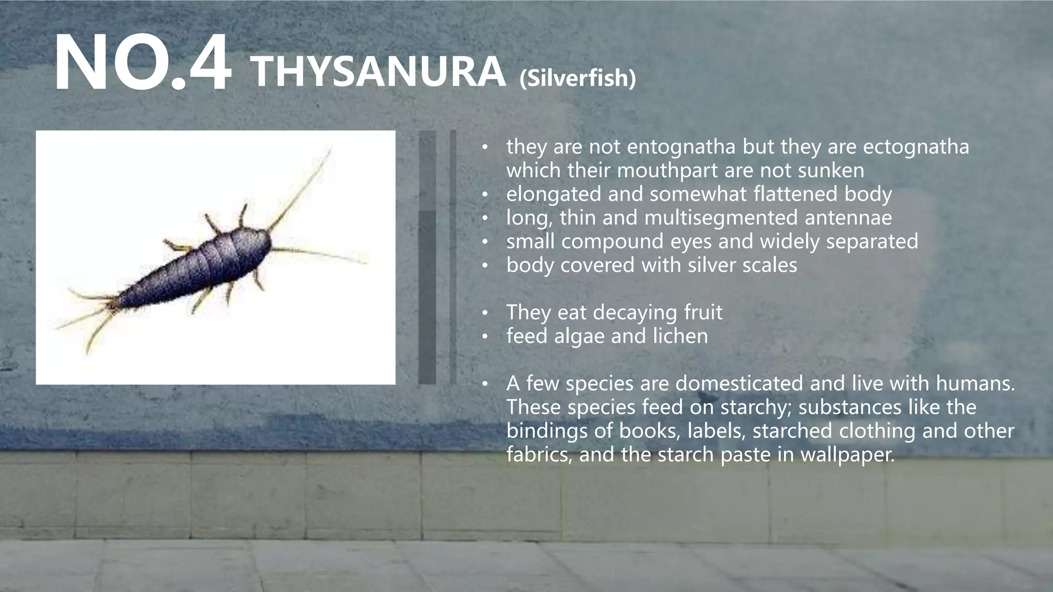 Entomology part 1 | PPTX