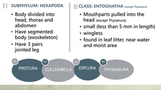 Entomology part 1 | PPTX