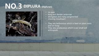 Entomology part 1 | PPTX