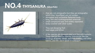 Entomology part 1 | PPTX