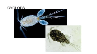 Entomology part 3 by Dr. Sookun Rajeev K | PPTX