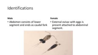 Entomology part 3 by Dr. Sookun Rajeev K | PPTX