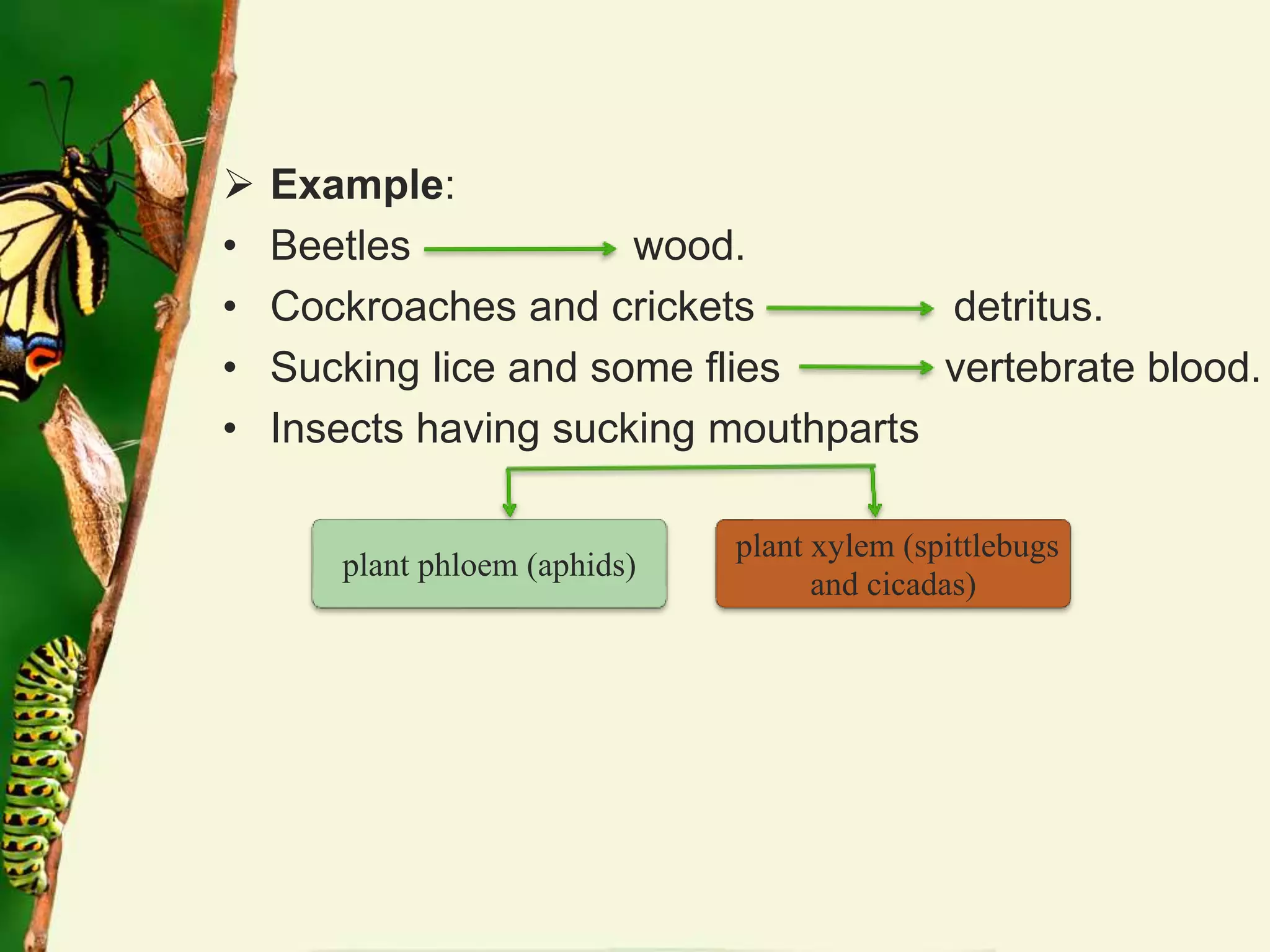 Sensory organs and nutritive requirement of insects | PPTX