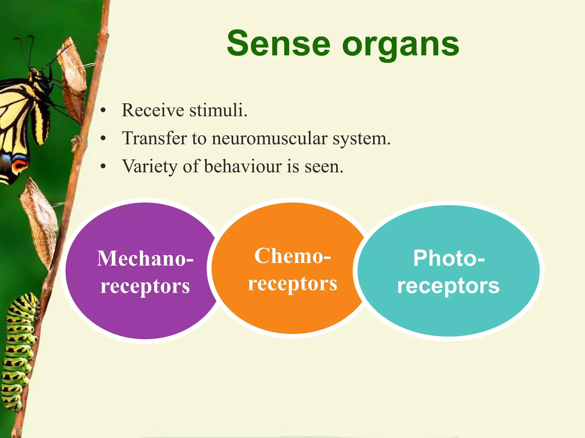 Sensory organs and nutritive requirement of insects | PPT | Free Download