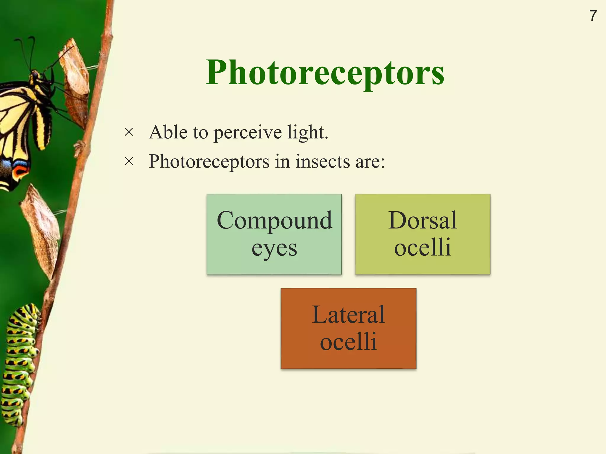 Sensory organs and nutritive requirement of insects | PPTX