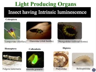 Sensory organs and nutritive requirement of insects | PPTX