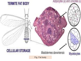 Sensory organs and nutritive requirement of insects | PPTX