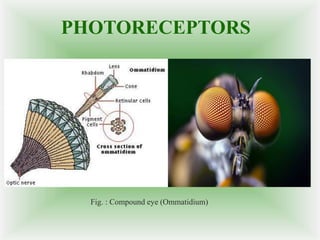 Sensory organs and nutritive requirement of insects | PPTX