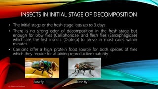 Forensic Entomology | PPTX