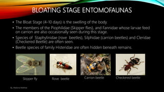 Forensic Entomology | PPTX