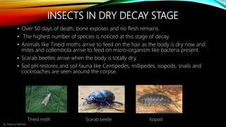 Forensic Entomology | PPTX