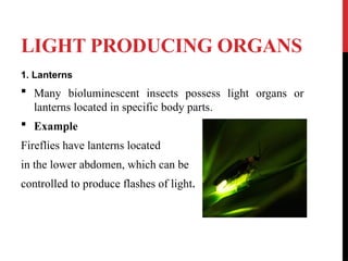 ENTOMOLOGY Ppt - A guidelines for students | PPTX