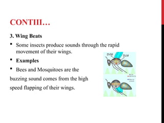 ENTOMOLOGY Ppt - A guidelines for students | PPTX
